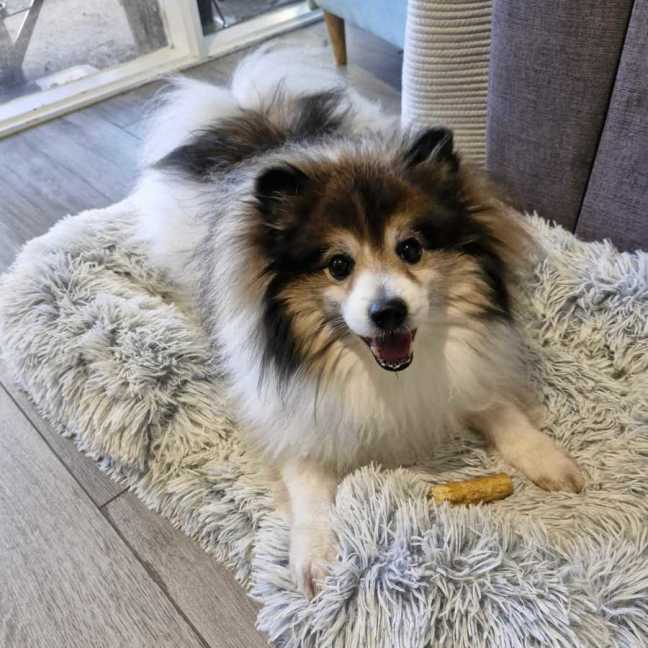 Bertram - Small Male Pomeranian Dog in NSW - PetRescue