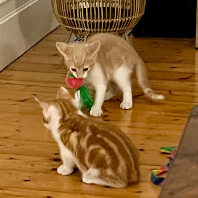 Lychee - Male Domestic Short Hair (DSH) Cat in NSW - PetRescue