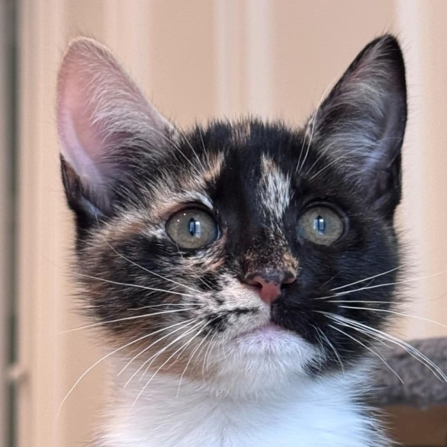 Tiga - Female Domestic Medium Hair (DMH) Cat in QLD - PetRescue