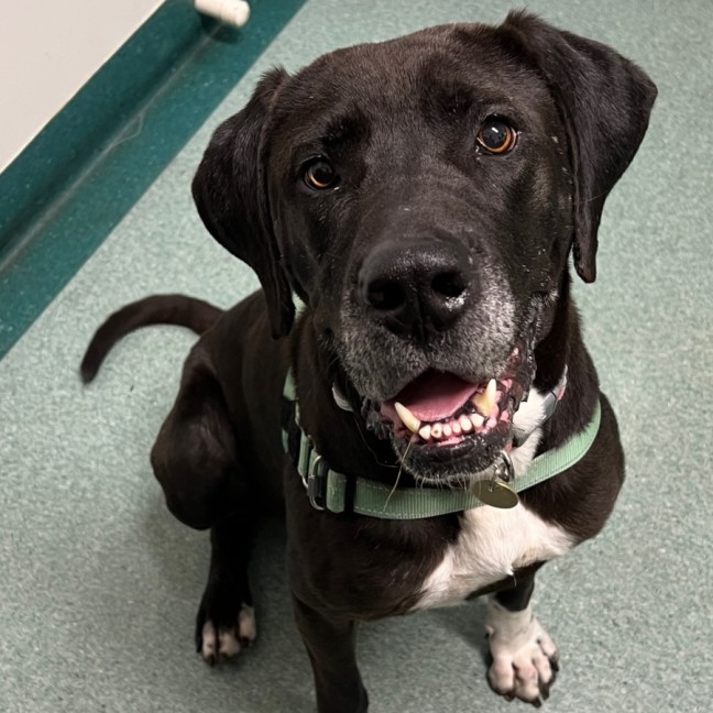 Nanala - Large Female Great Dane Mix Dog in VIC - PetRescue