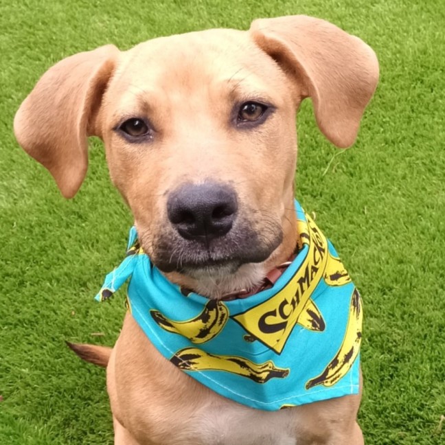 Ishan - Medium Male Staffordshire Bull Terrier Mix Dog in VIC - PetRescue