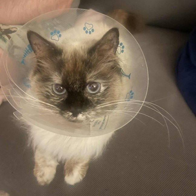 Eclair - Female Ragdoll Cat in VIC - PetRescue