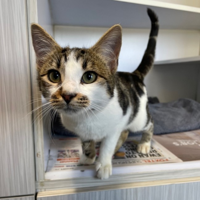 Tricky - Female Domestic Short Hair (DSH) Cat in NSW - PetRescue