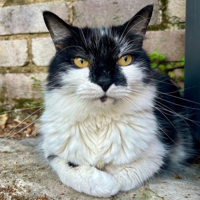 Banksii - Male Domestic Long Hair (DLH) Cat in NSW - PetRescue
