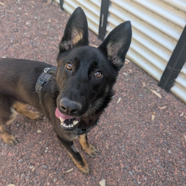 Bruno - Large Male German Shepherd Dog Dog in VIC - PetRescue
