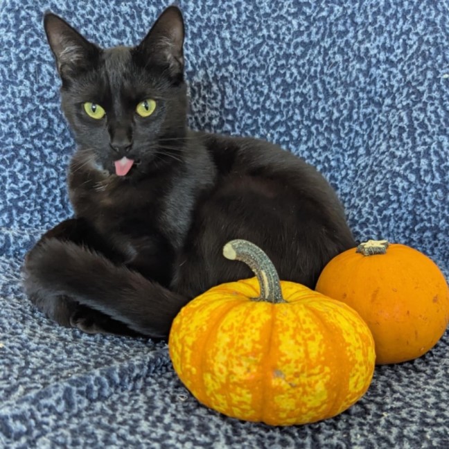 Elphaba - Female Domestic Short Hair (DSH) Cat in VIC - PetRescue