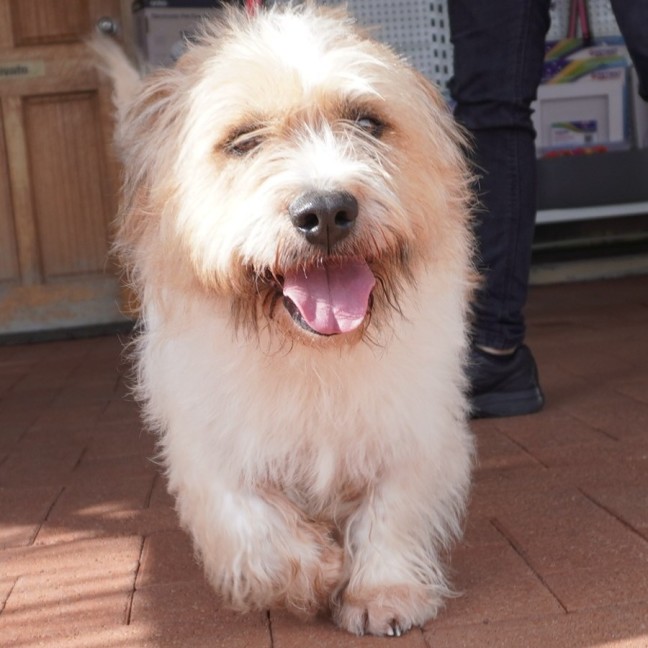 Hamish - Small Male West Highland White Terrier x Shih Tzu Dog in WA ...