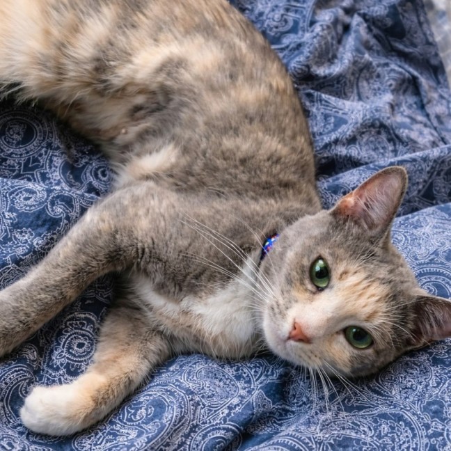 🐾 Astrid 🐾 - Female Domestic Short Hair (DSH) Cat in VIC - PetRescue
