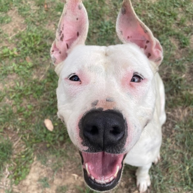 Tilly - Medium Female Staffordshire Bull Terrier Dog in NSW - PetRescue