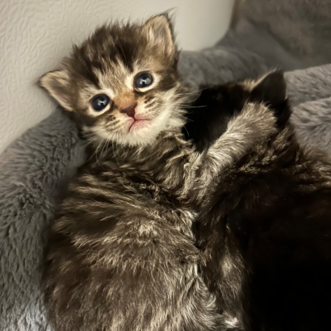 River - Female Domestic Long Hair (DLH) Cat in NSW - PetRescue