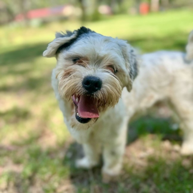 Corkie - Small Male Maltese Dog in NSW - PetRescue