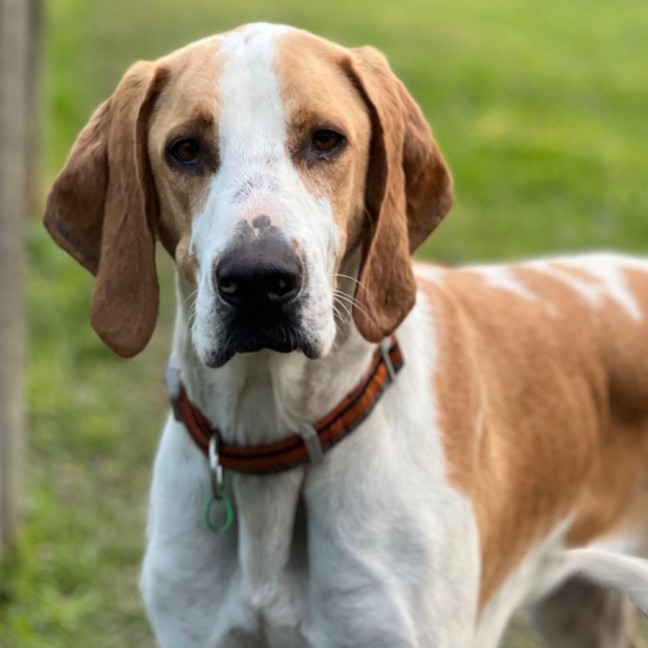 Vader - Foxhound - Large Male Foxhound Dog in VIC - PetRescue