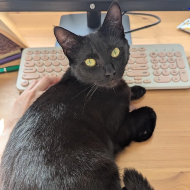 Elphaba - Female Domestic Short Hair (DSH) Cat in VIC - PetRescue