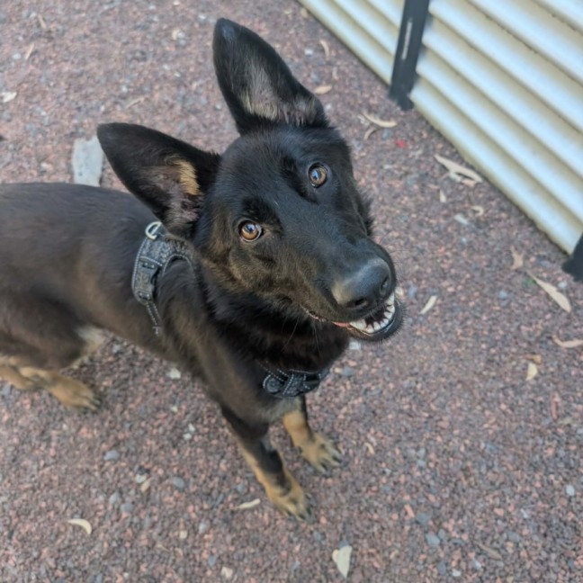 Bruno - Large Male German Shepherd Dog Dog in VIC - PetRescue