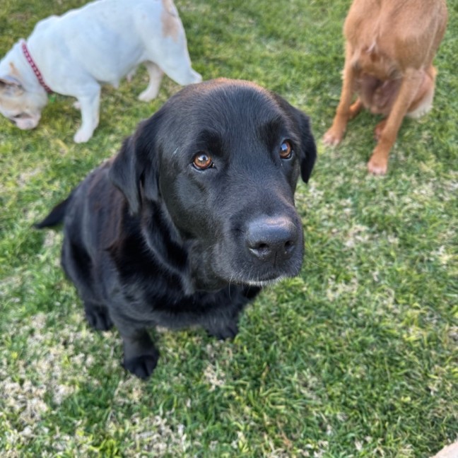 Boo - Medium Female Labrador Retriever Mix Dog in VIC - PetRescue