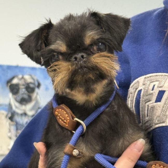 Penny - Small Female Griffon Bruxellois (Brussels Griffon) Dog in QLD ...