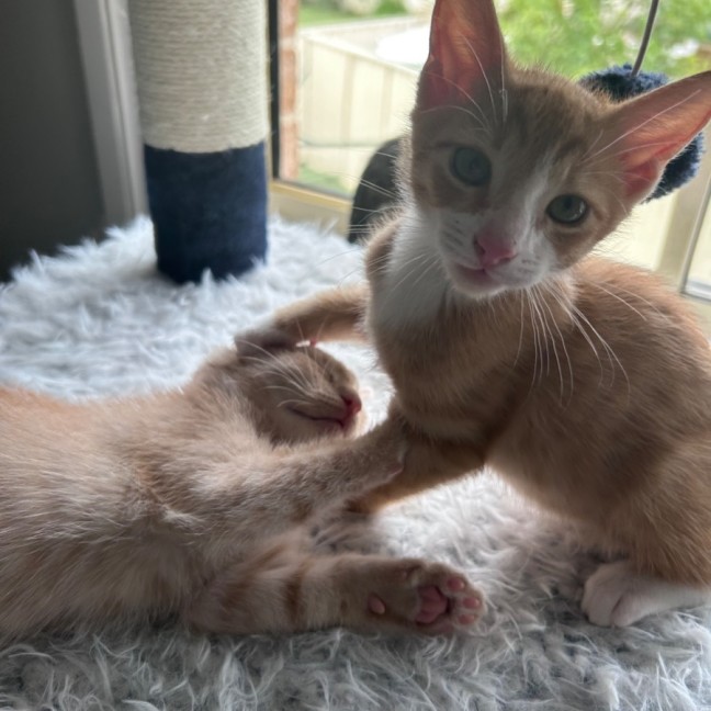 Rambo 🥊 - Male Domestic Short Hair (DSH) Cat in NSW - PetRescue