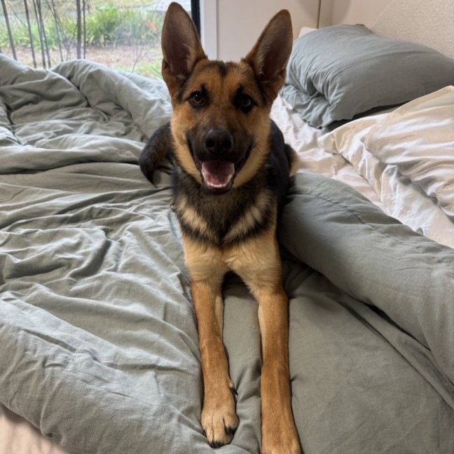 Maarva - Medium Female Australian Kelpie x German Shepherd Dog Mix Dog ...