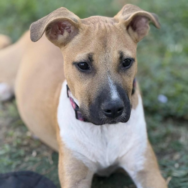 Dakota - Medium Female American Staffordshire Terrier Mix Dog in QLD - PetRescue