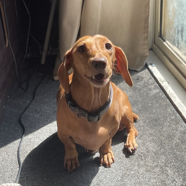 Chester - Small Male Dachshund (Miniature Smooth Haired) Dog in VIC ...