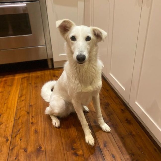 Trixie 🩷 - Medium Female Borzoi Mix Dog in NSW - PetRescue