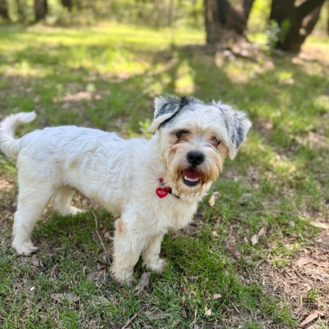 Corkie - Small Male Maltese Dog in NSW - PetRescue
