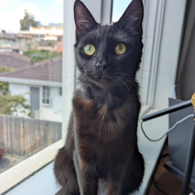 Elphaba - Female Domestic Short Hair (DSH) Cat in VIC - PetRescue