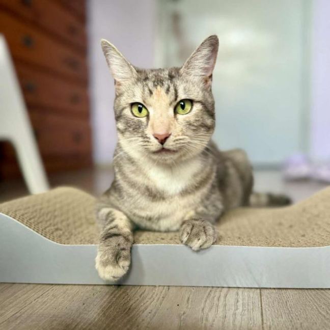 Heidi - Female Domestic Short Hair (DSH) Cat in NSW - PetRescue