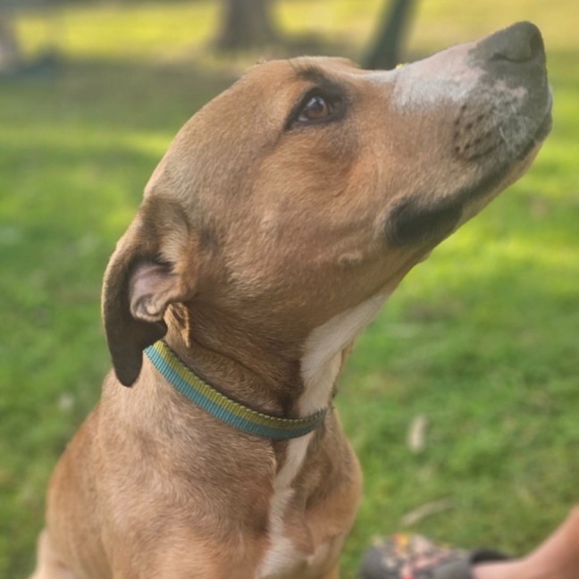 Duke - Medium Male Mixed breed x Staffordshire Bull Terrier Dog in QLD ...