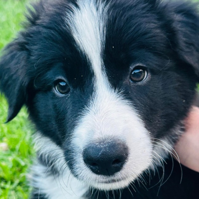 Eric - Medium Male Border Collie Dog in NSW - PetRescue