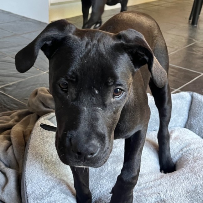 Superior Winston - Medium Male Mastiff Mix Dog in VIC - PetRescue