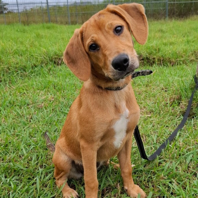 Mitzi - Medium Female Beagle Mix Dog in NSW - PetRescue