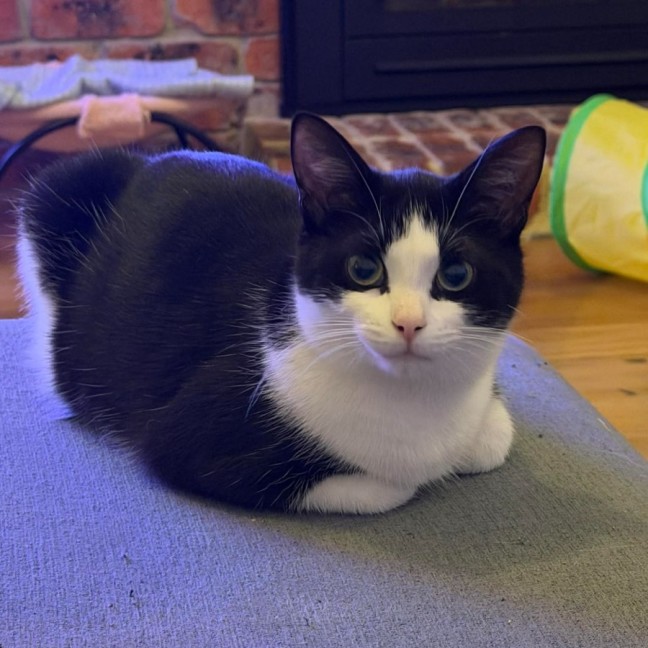 Tilo - Male Domestic Short Hair (DSH) Cat in VIC - PetRescue