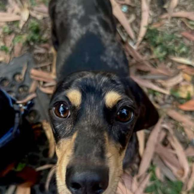 Franklin - Small Male Dachshund (Miniature Smooth Haired) Dog in QLD ...