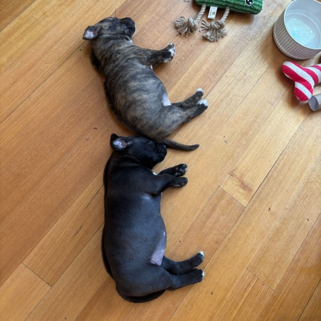 Spud - Medium Female American Staffordshire Terrier Mix Dog in NSW ...