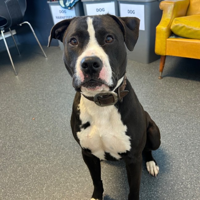 Cash - Large Male American Staffordshire Terrier Mix Dog in VIC - PetRescue