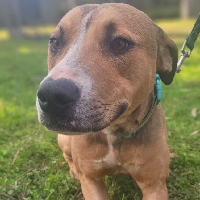 Duke - Medium Male Mixed breed x Staffordshire Bull Terrier Dog in QLD ...