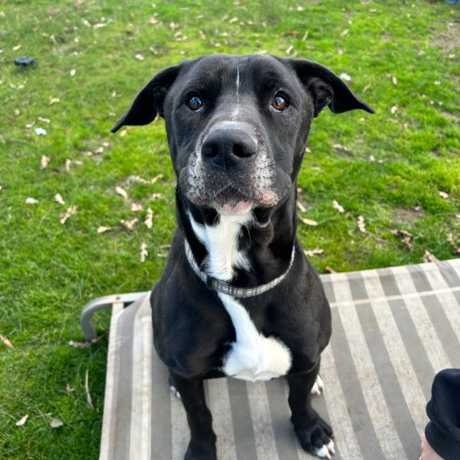 Buddy - Medium Male American Staffordshire Terrier Mix Dog in VIC ...