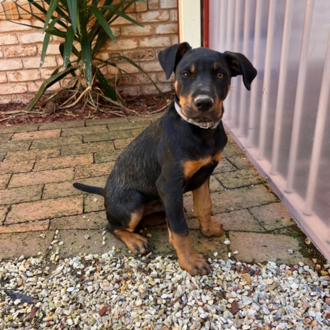 Badger - Medium Male Koolie x American Staffordshire Terrier x ...