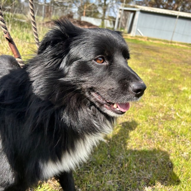 Allan - Medium Male Border Collie Mix Dog in VIC - PetRescue