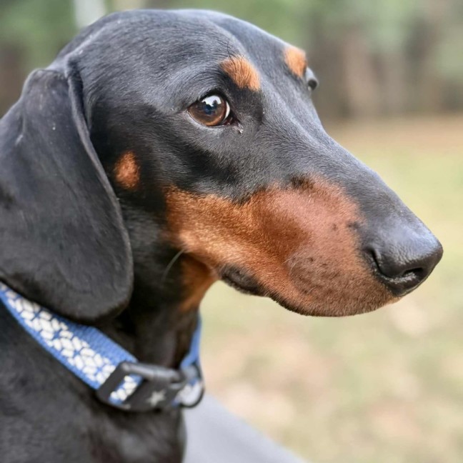 Henry - Small Male Dachshund (Smooth Haired) Dog in QLD - PetRescue