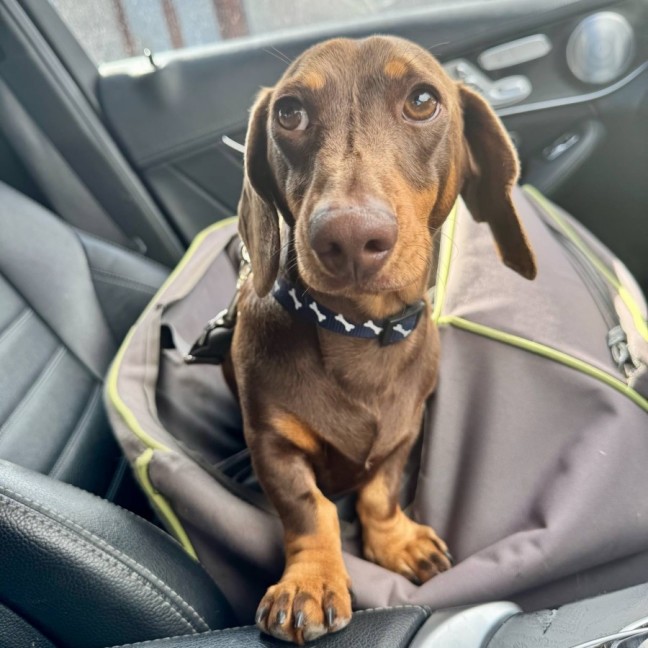 Bailey - Small Male Dachshund (Miniature Smooth Haired) Dog in VIC ...