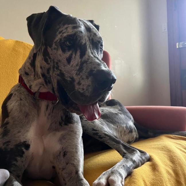 Bongo - Large Male Great Dane Dog in NSW - PetRescue