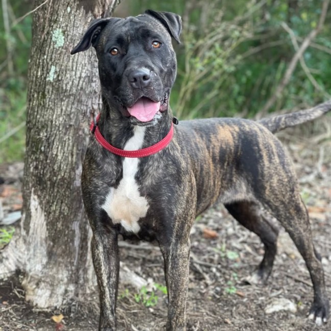 Pippy - Large Female Bull Arab x Great Dane Mix Dog in NSW - PetRescue