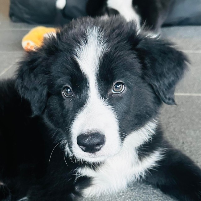 Eric - Medium Male Border Collie Dog in NSW - PetRescue