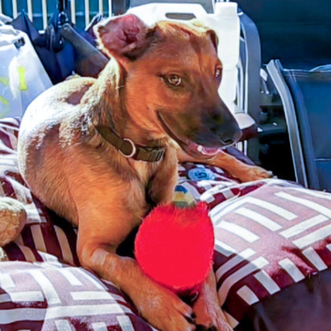 Finlay - Small Male Australian Kelpie Mix Dog in QLD - PetRescue