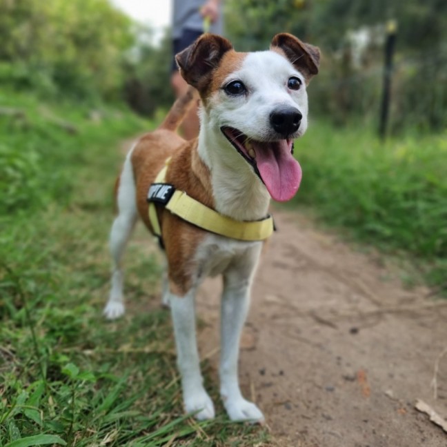 Butterscotch Pudding - Small Female Jack Russell Terrier Dog in NSW ...