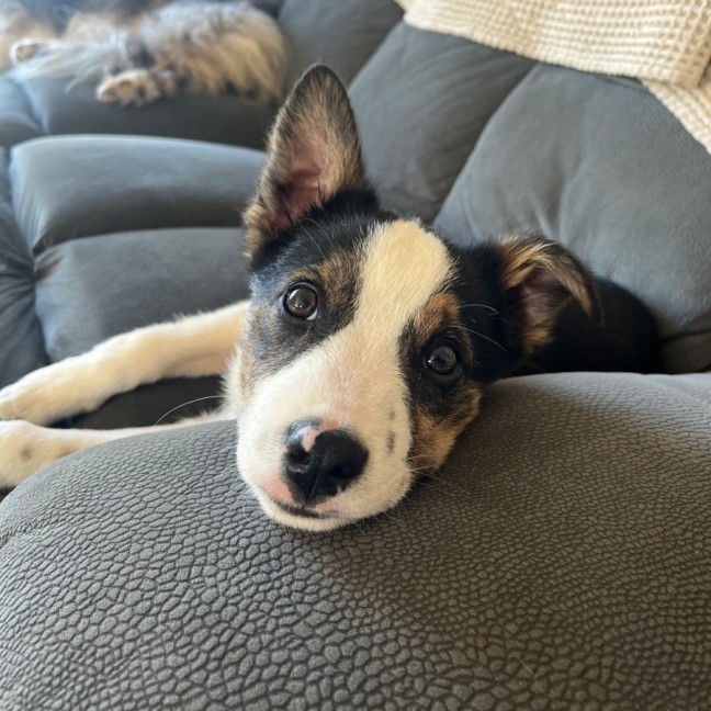 Percy - Medium Male Border Collie x Siberian Husky Mix Dog in NSW - PetRescue