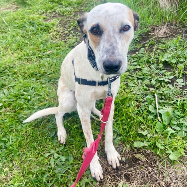 Batty - Medium Male Mixed Breed Dog in VIC - PetRescue