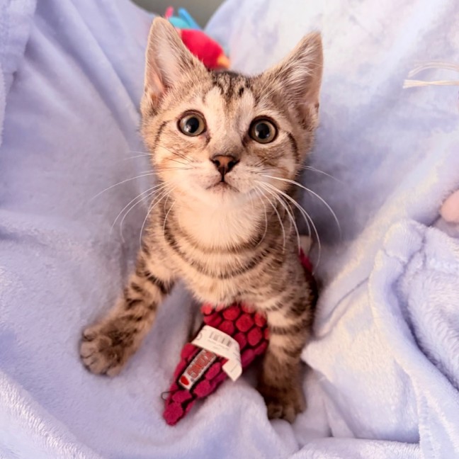 Shiny - Male Domestic Short Hair (DSH) Cat in NSW - PetRescue